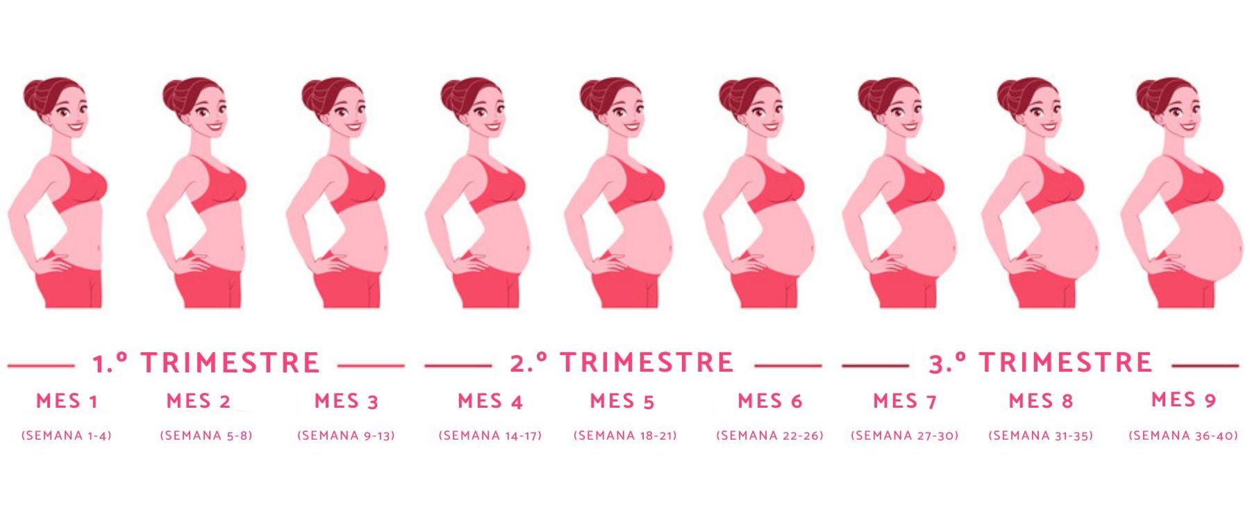 Tabla de AUMENTO de PESO ideal en el EMBARAZO - Mes a mes