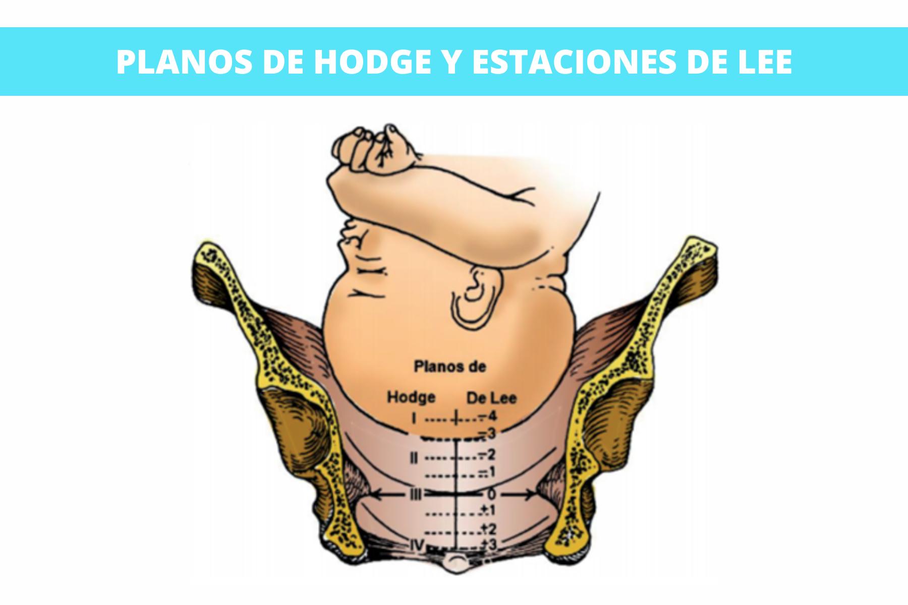 Planos de hodge y Estaciones de Lee: qué son y para qué sirven en el embarazo
